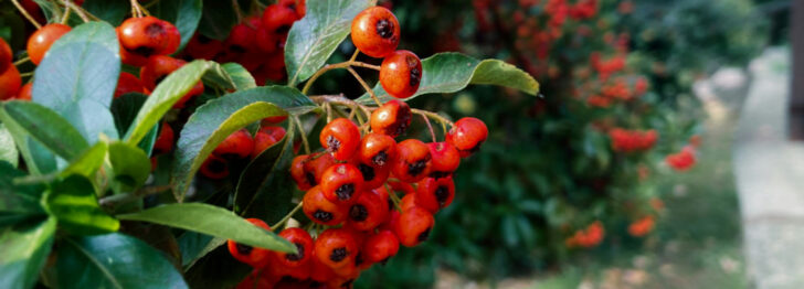 Berries in Abundance - A Sign of a Harsh Winter or Something More ...