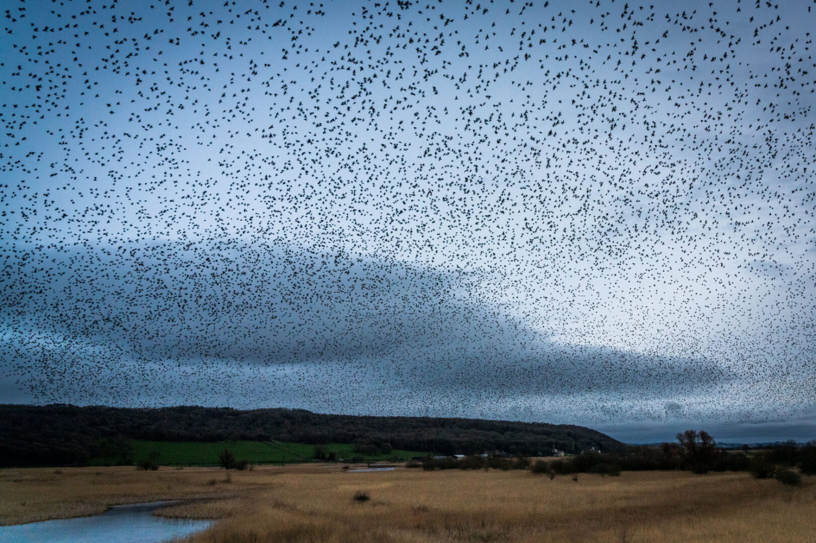 Norfolk’s aerial ballet - the science behind starling murmurations ...