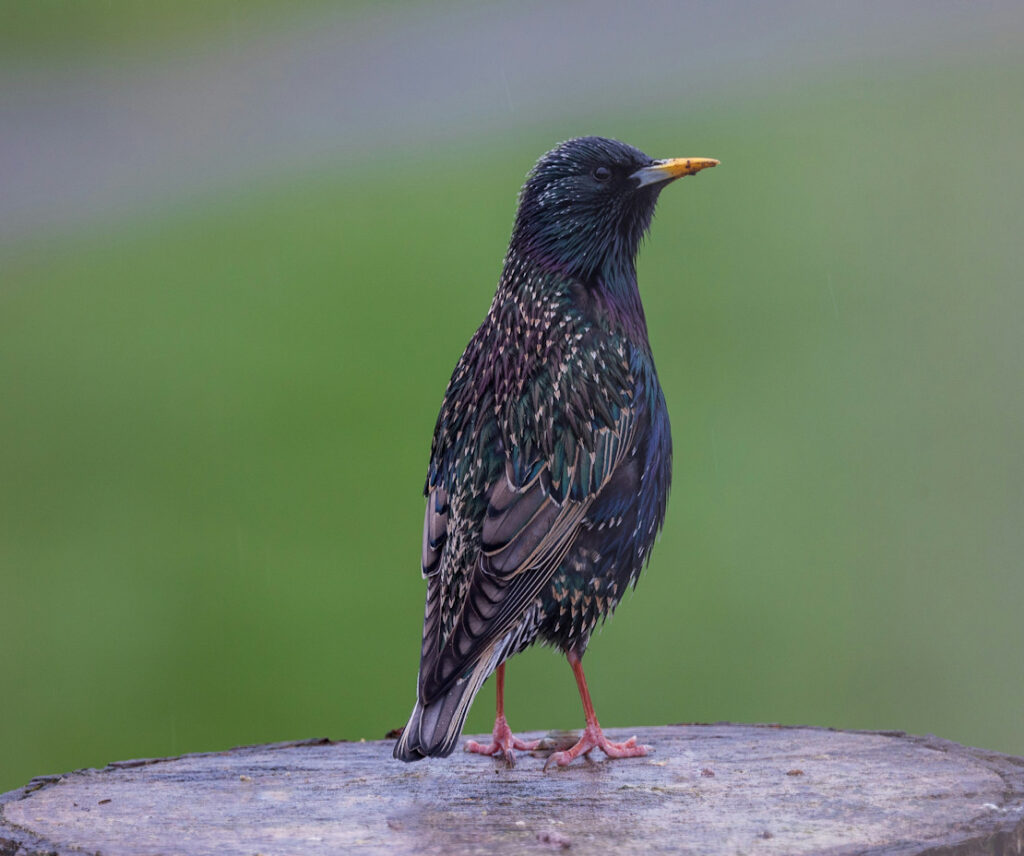 Norfolk’s aerial ballet - the science behind starling murmurations ...