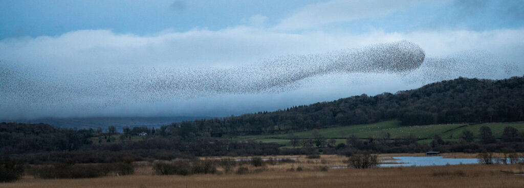 Norfolk’s aerial ballet - the science behind starling murmurations ...